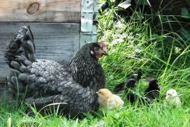 Raising Chicks with Mother Hen - Backyard Poultry